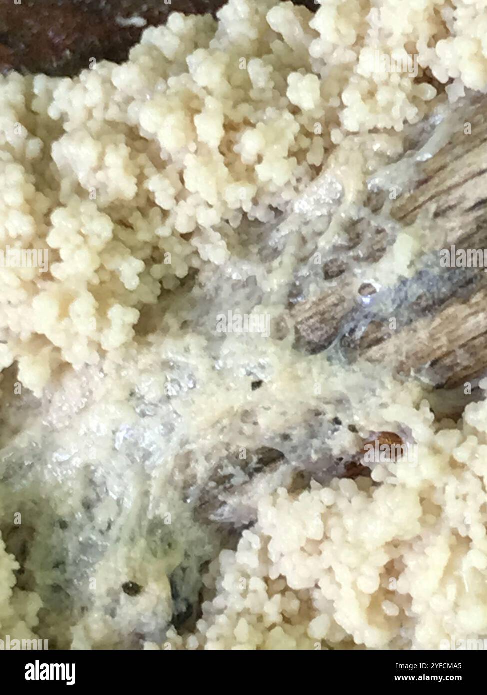 Dog Sick Slime Mould (Didymium spongiosum Stock Photo - Alamy