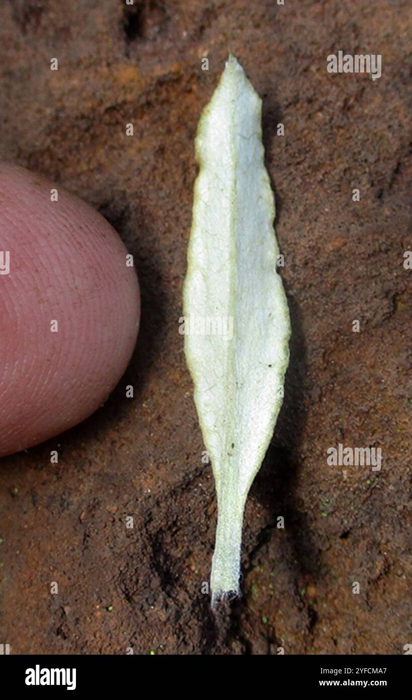 Dicoma hi-res stock photography and images - Alamy