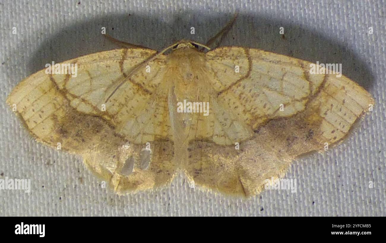 Horned Spanworm Moth (Nematocampa resistaria Stock Photo - Alamy