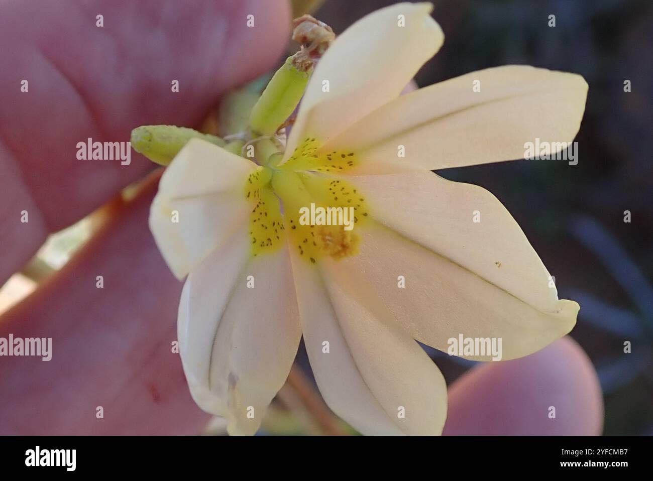 Two-leaved Cape tulip (Moraea miniata Stock Photo - Alamy