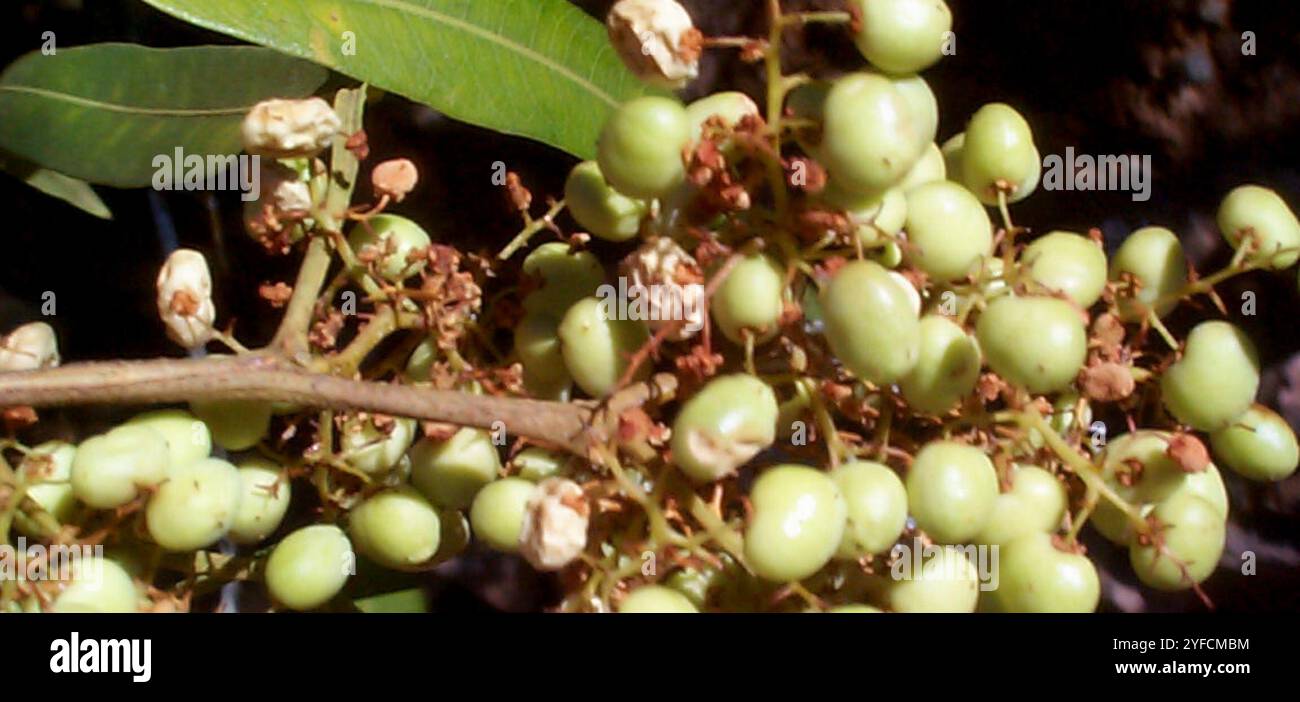 african sumac (Searsia lancea Stock Photo - Alamy