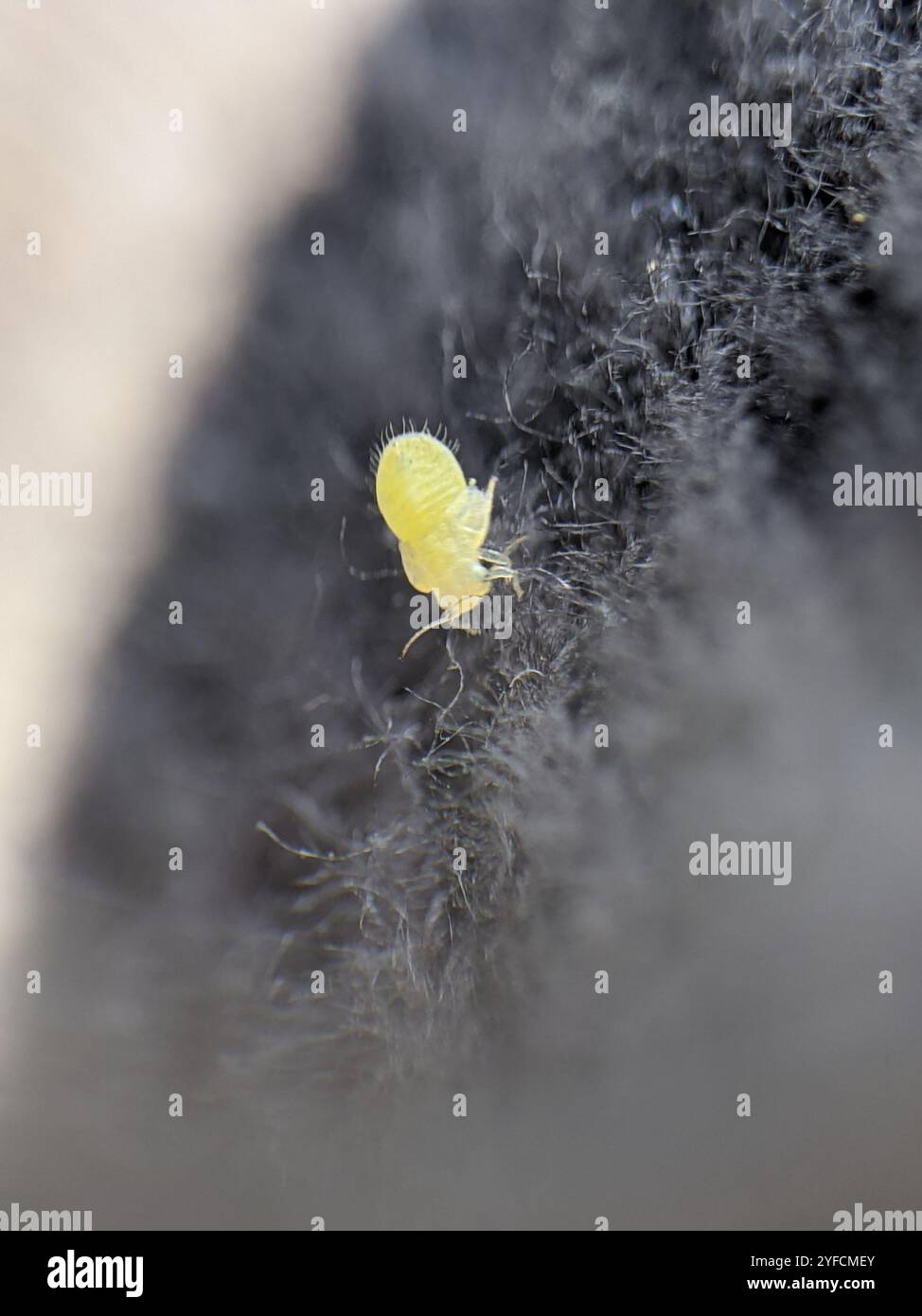 Psylloidea hi-res stock photography and images - Alamy