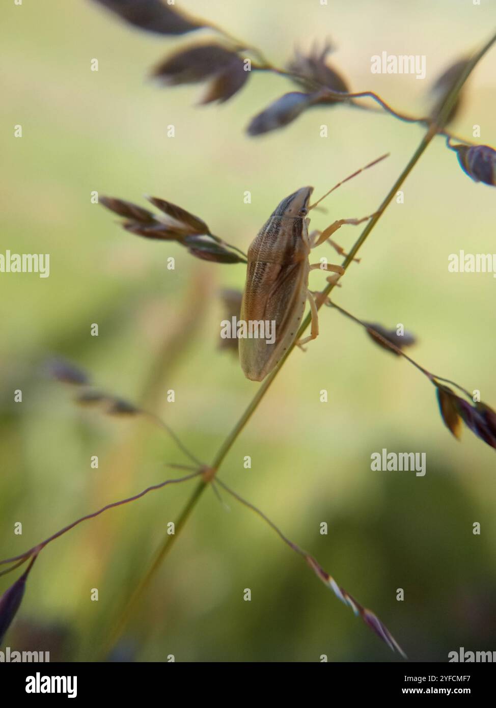 Bishop's Mitre Shield Bug (Aelia acuminata Stock Photo - Alamy