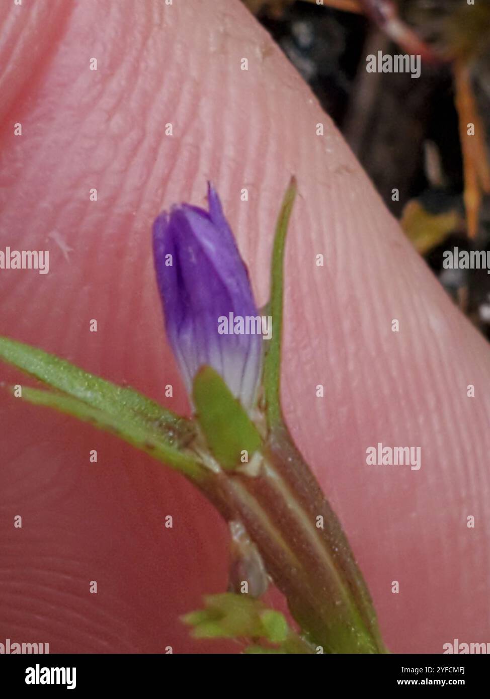 common bluecup (Githopsis specularioides Stock Photo - Alamy