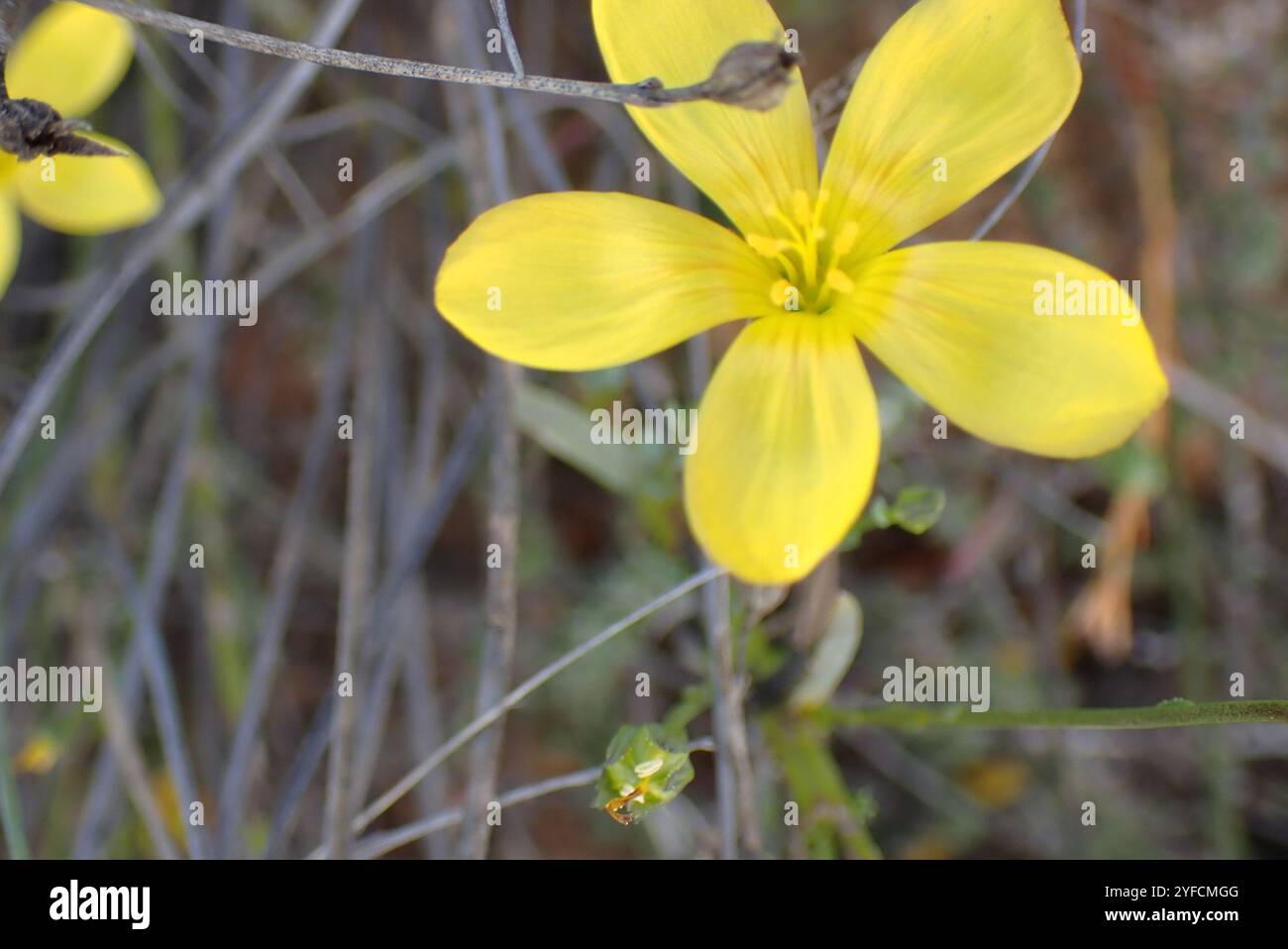 Half-mast Flax (Linum africanum Stock Photo - Alamy