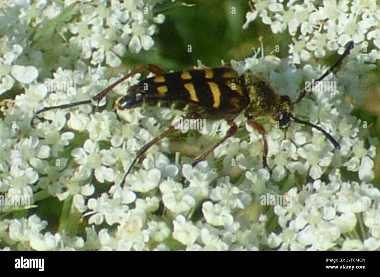 Zebra longhorn beetle hi-res stock photography and images - Alamy