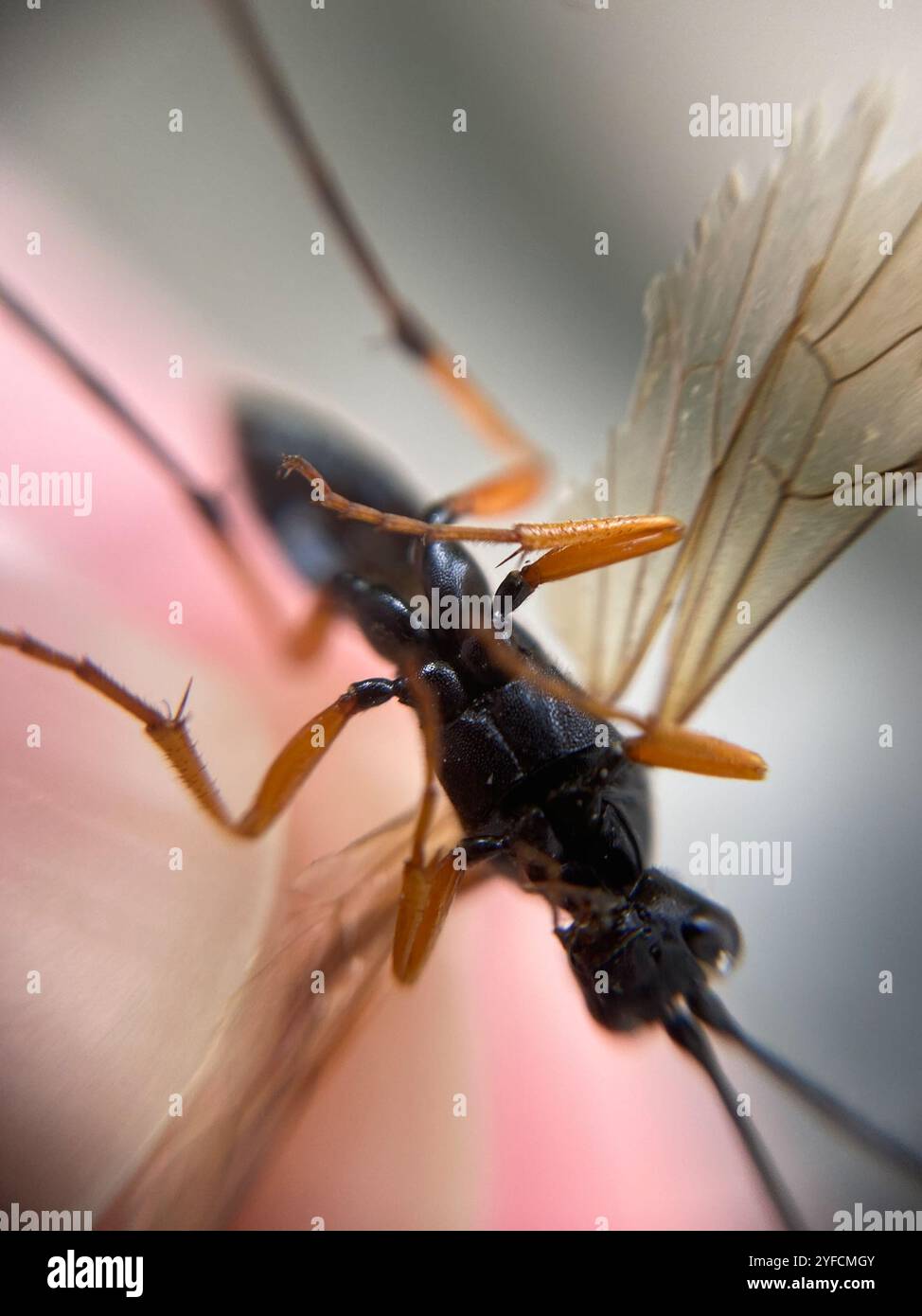 Diphyus hi-res stock photography and images - Alamy