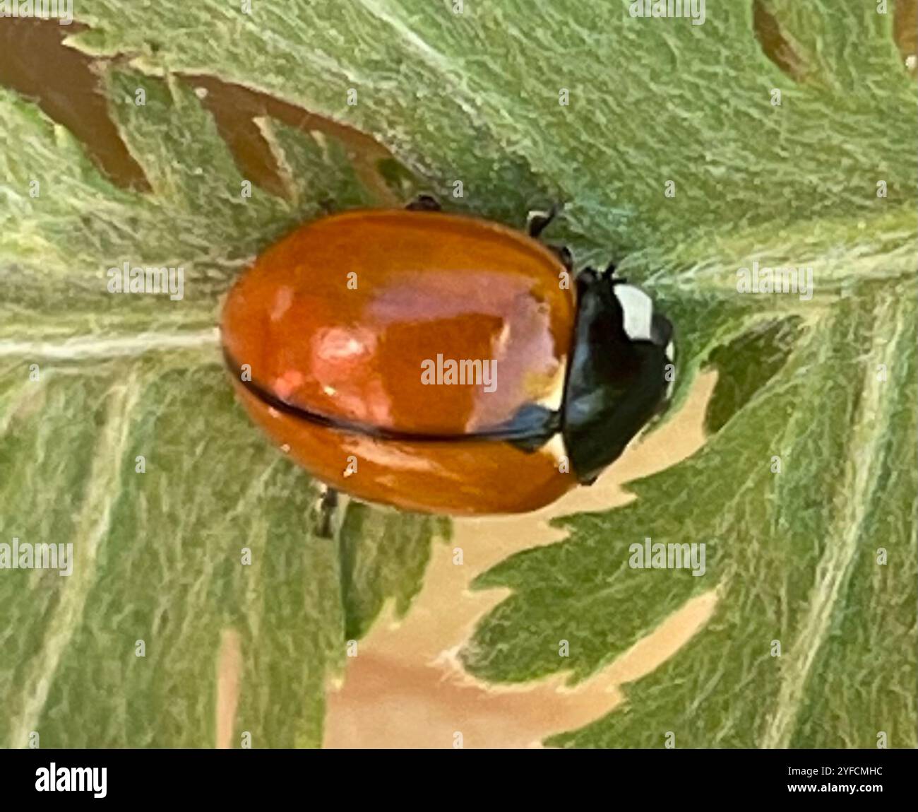 California Lady Beetle (Coccinella californica Stock Photo - Alamy