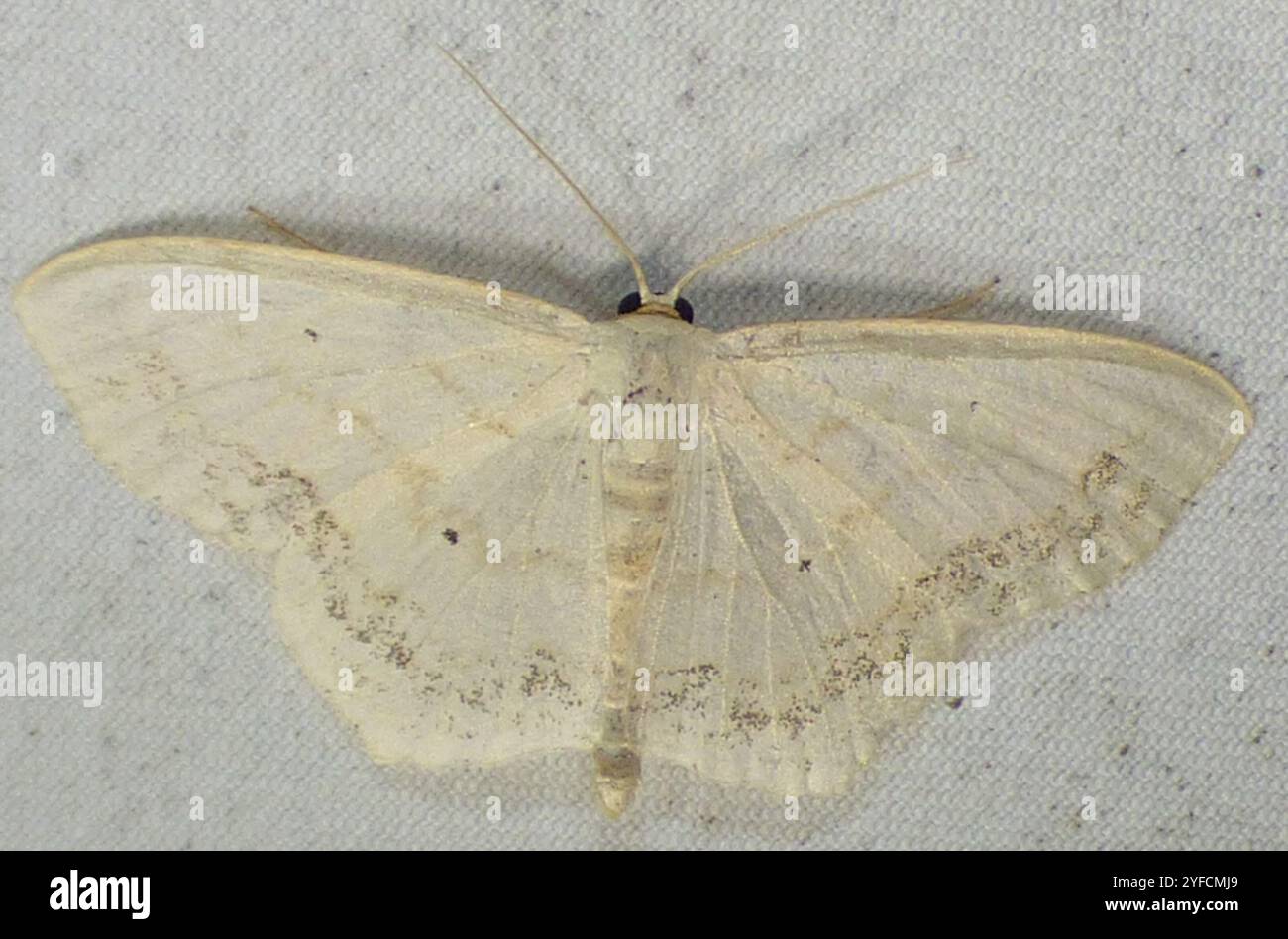 Large Lace-border Moth (Scopula limboundata Stock Photo - Alamy