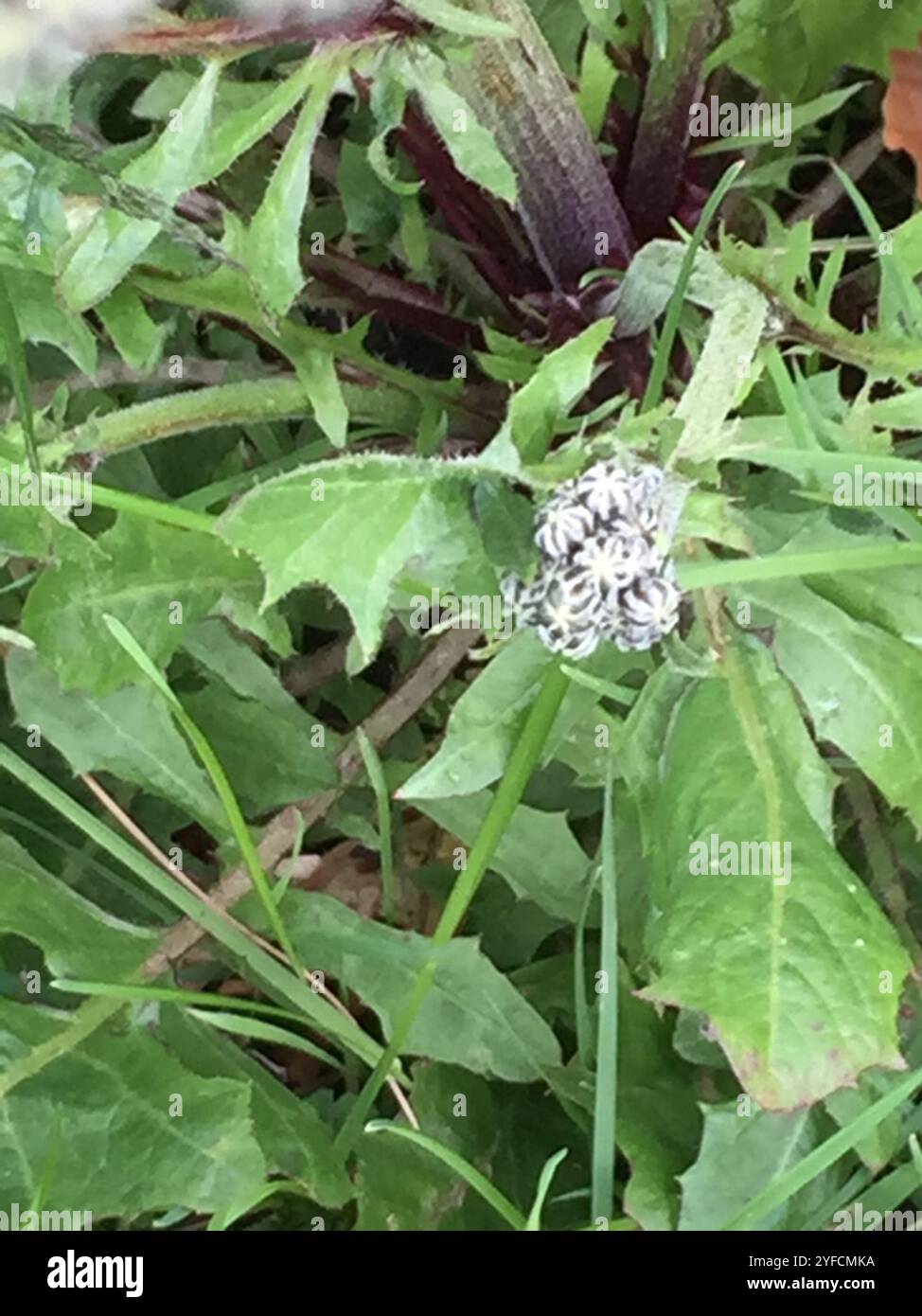 Beaked hawksbeard hi-res stock photography and images - Alamy