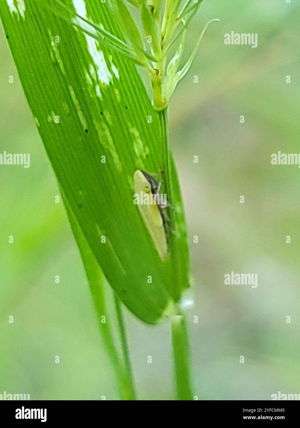 True Hoppers (Auchenorrhyncha Stock Photo - Alamy