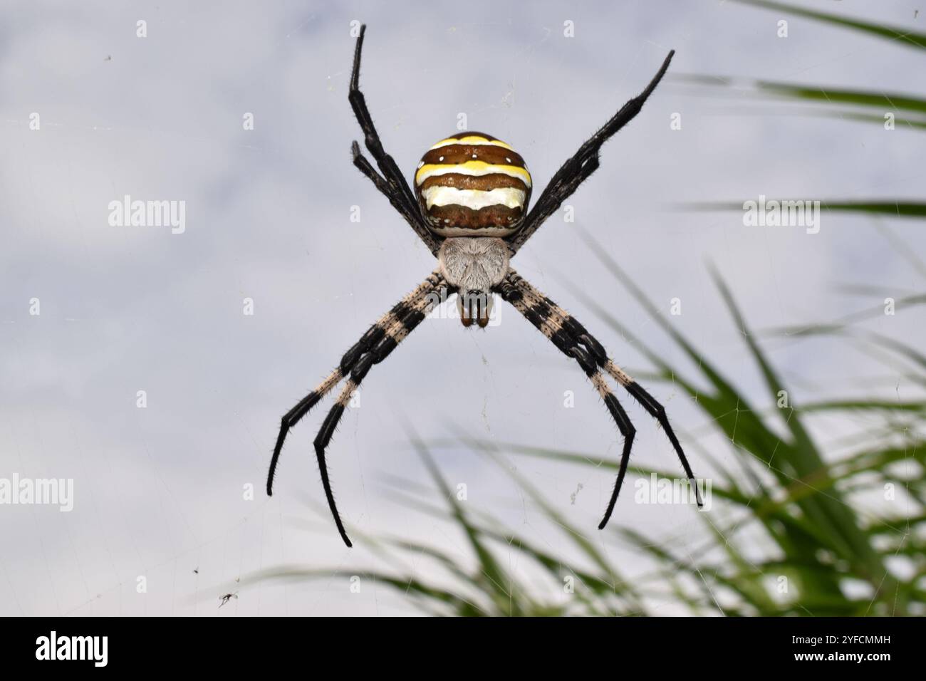 Kogane Spider (Argiope amoena Stock Photo - Alamy