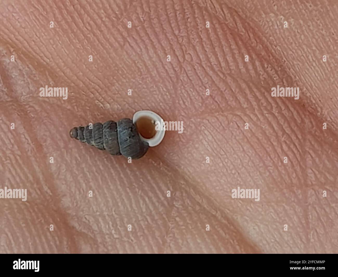 Cochlostoma hi-res stock photography and images - Alamy