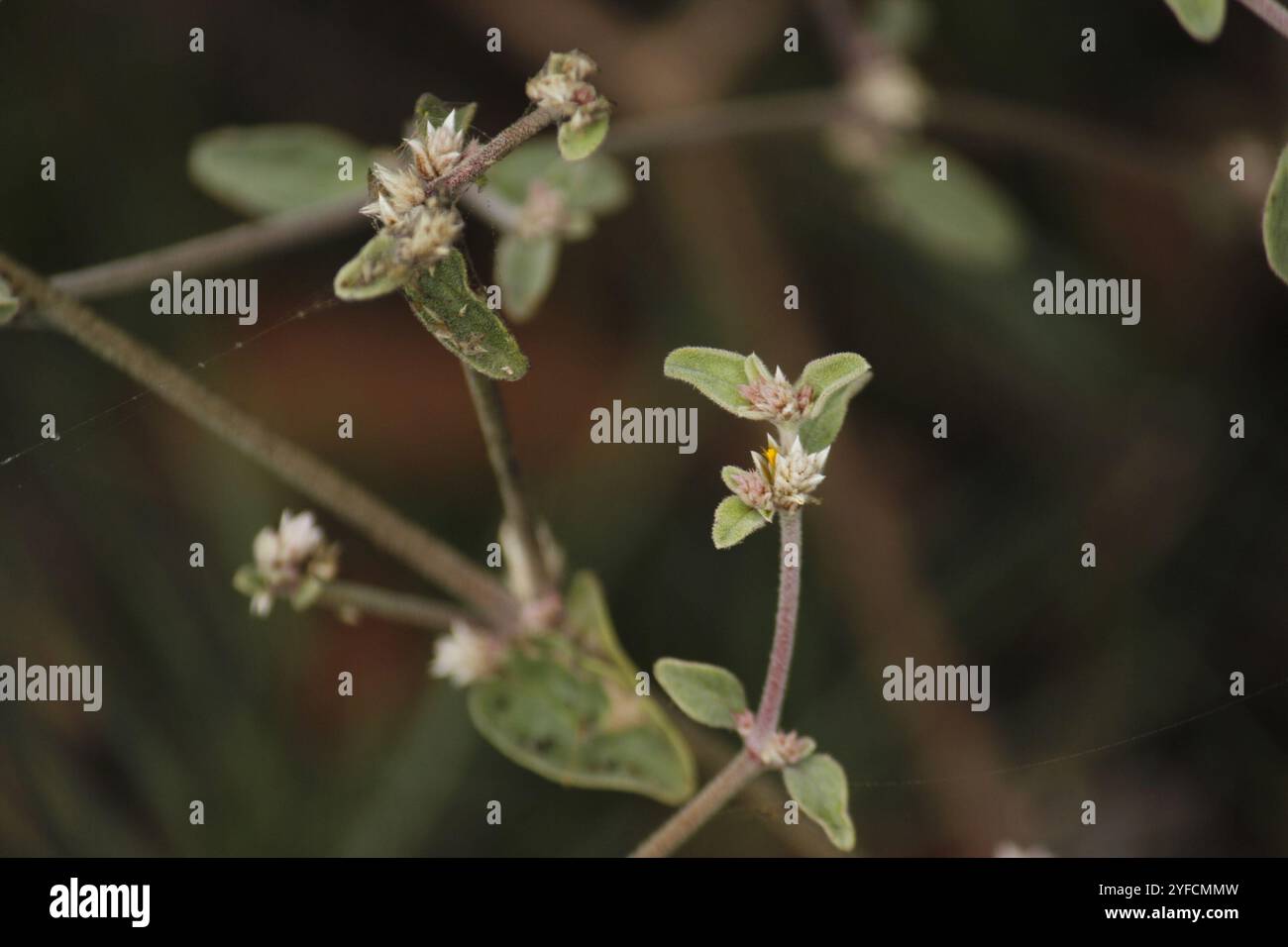 hairy joyweed (Alternanthera halimifolia Stock Photo - Alamy
