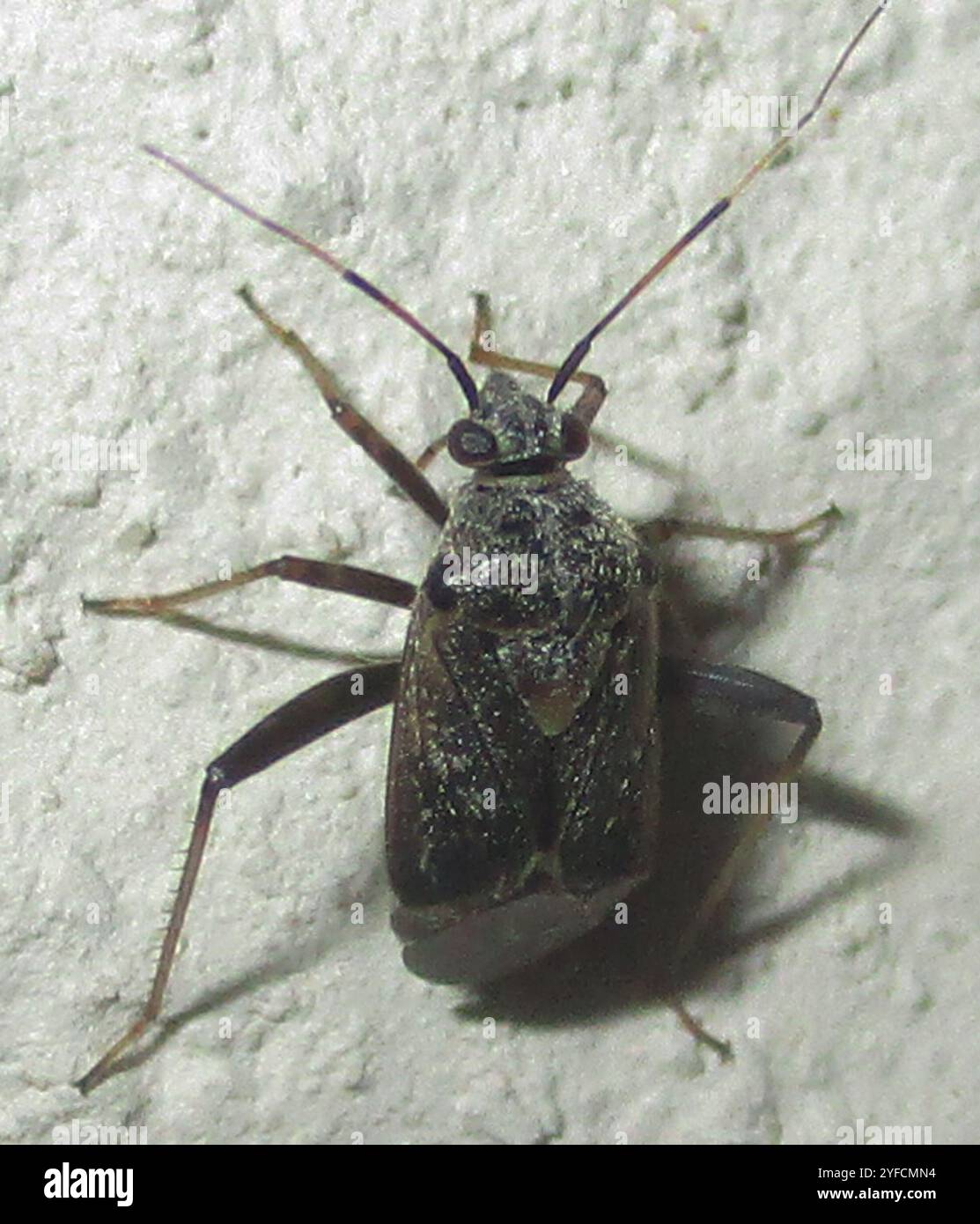 Plant Bugs (Miridae Stock Photo - Alamy