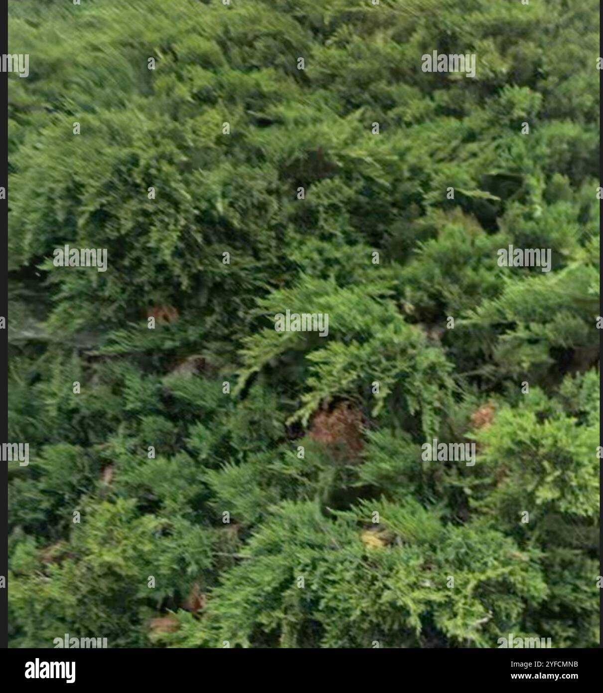 Monterey Cypress (Hesperocyparis macrocarpa Stock Photo - Alamy