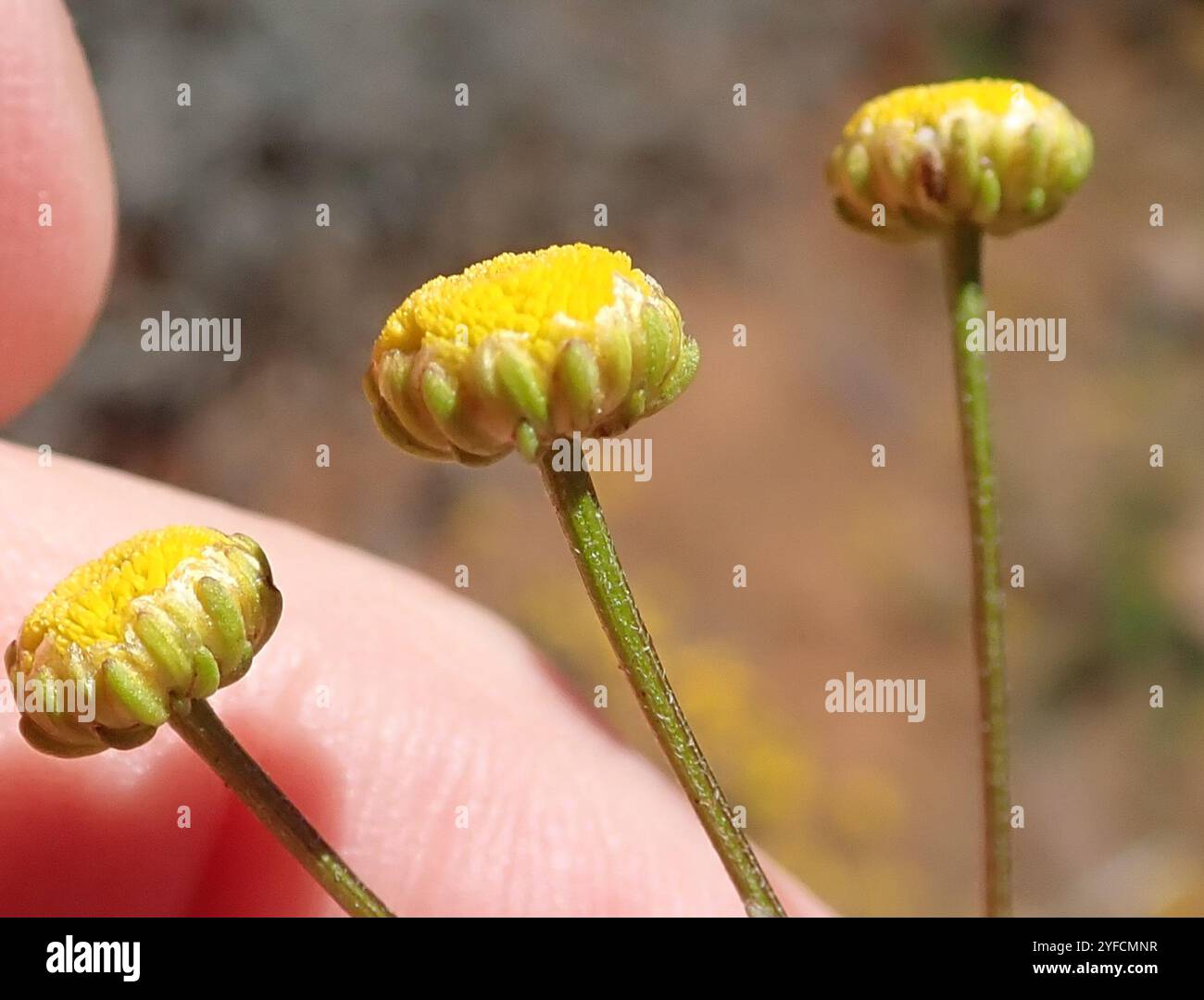 Grand Stinkweed (Oncosiphon grandiflorus Stock Photo - Alamy
