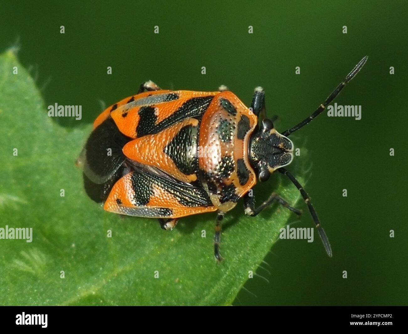 red cabbage bug (Eurydema ornata Stock Photo - Alamy