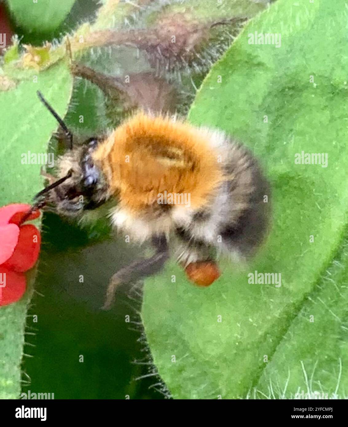Common Carder Bumble Bee (Bombus pascuorum Stock Photo - Alamy