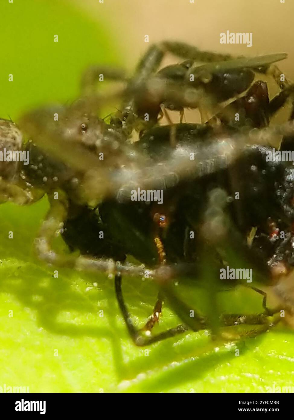 Octopus Spiders (Tmarus Stock Photo - Alamy