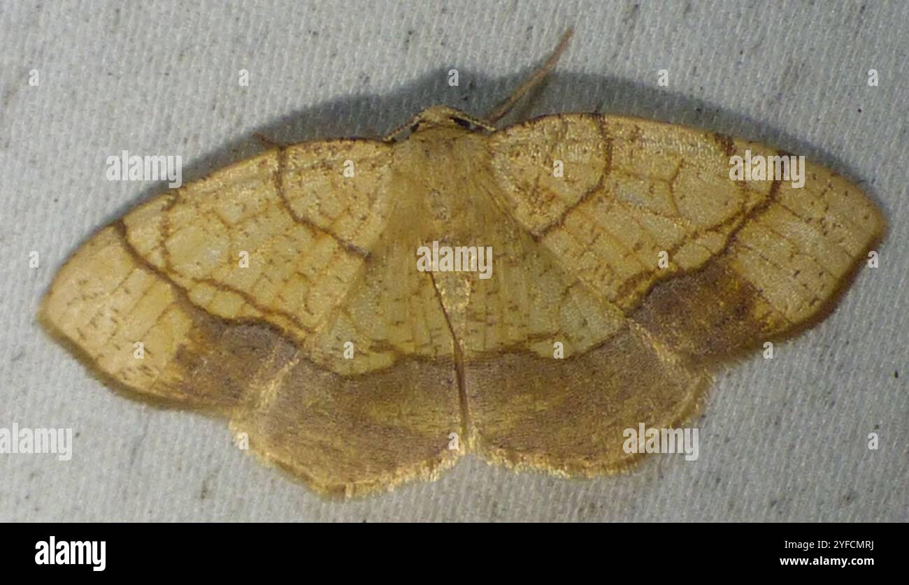 Horned spanworm hi-res stock photography and images - Alamy