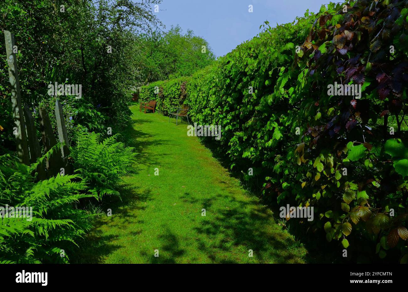 Beech is the queen of british trees hi-res stock photography and images ...