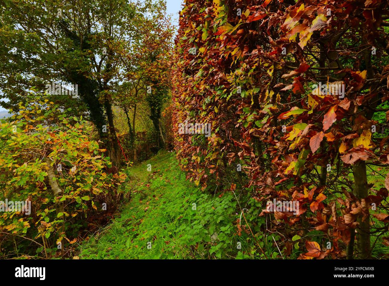Colourful garden hedge hi-res stock photography and images - Alamy
