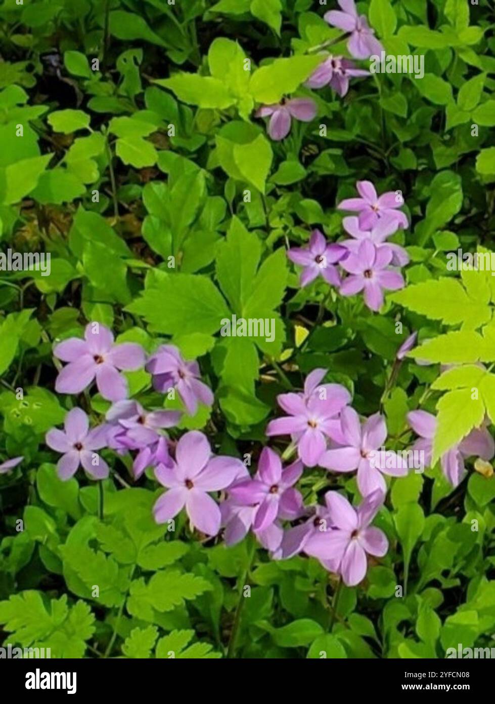 creeping phlox (Phlox stolonifera Stock Photo - Alamy