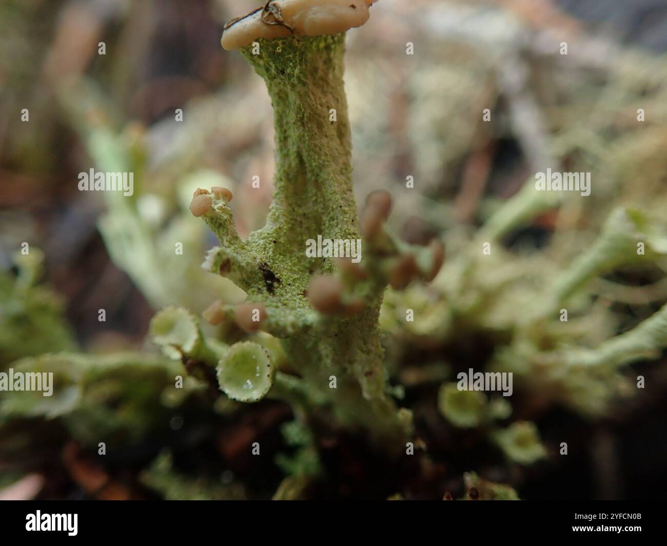 Crowned pixie cup hi-res stock photography and images - Alamy