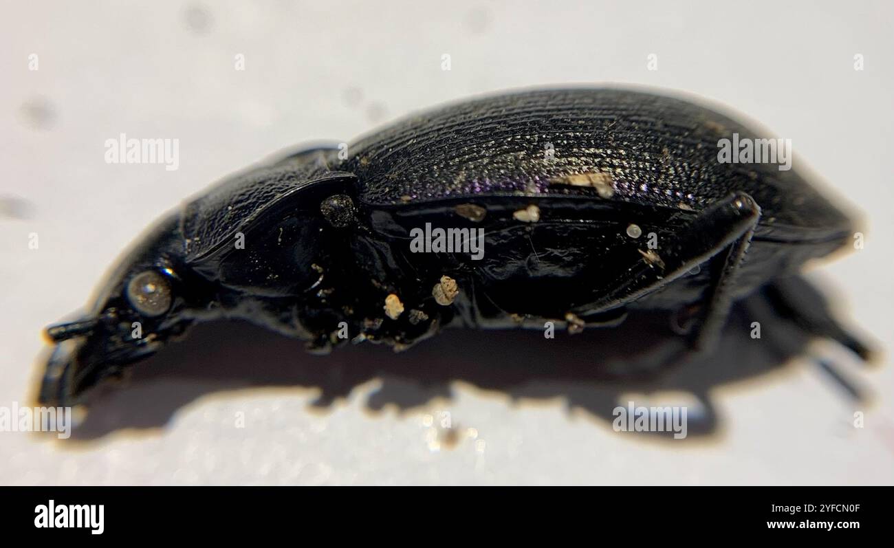 Rough Violet Ground Beetle (Carabus problematicus Stock Photo - Alamy