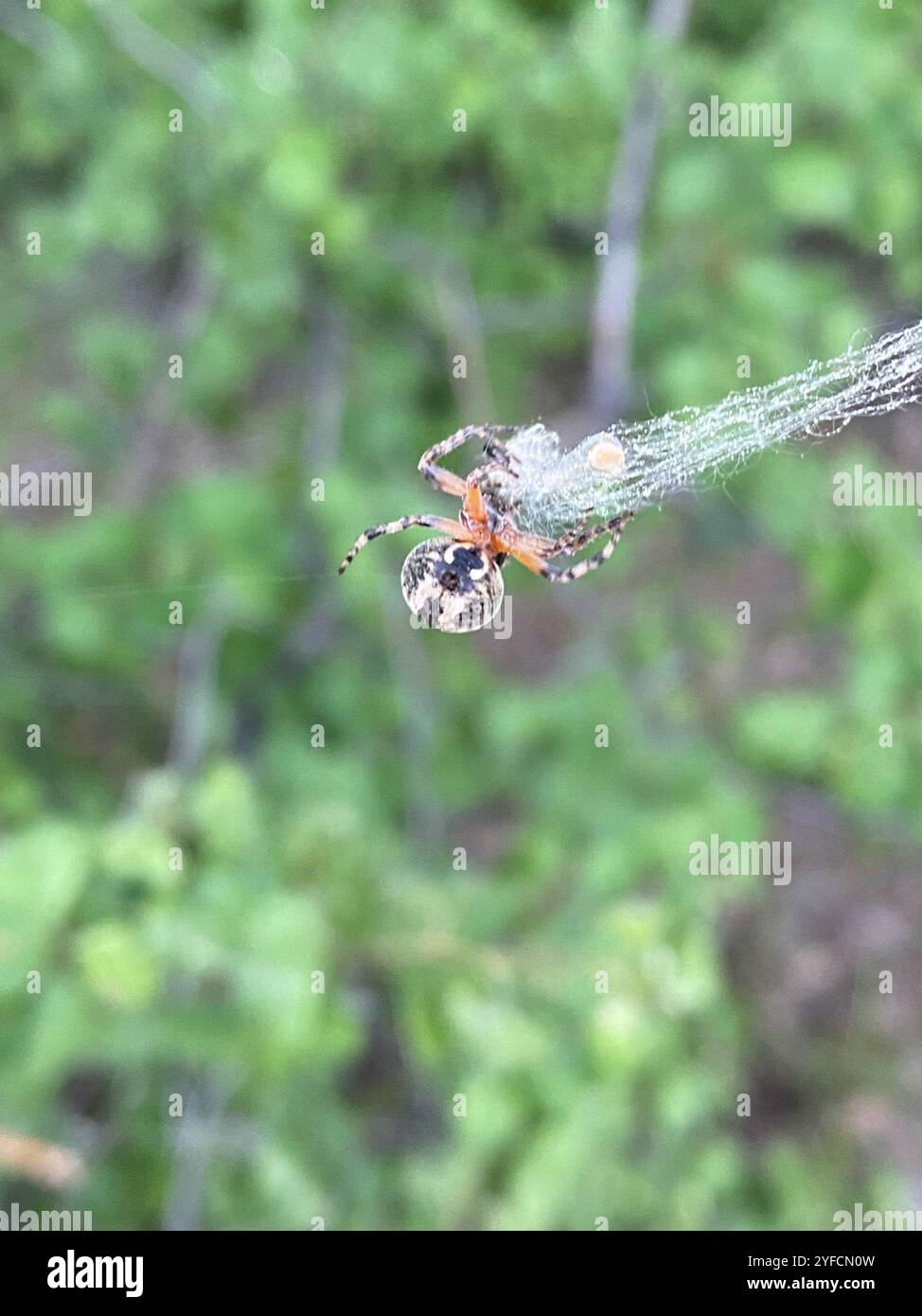 Furrow Spiders (Larinioides Stock Photo - Alamy
