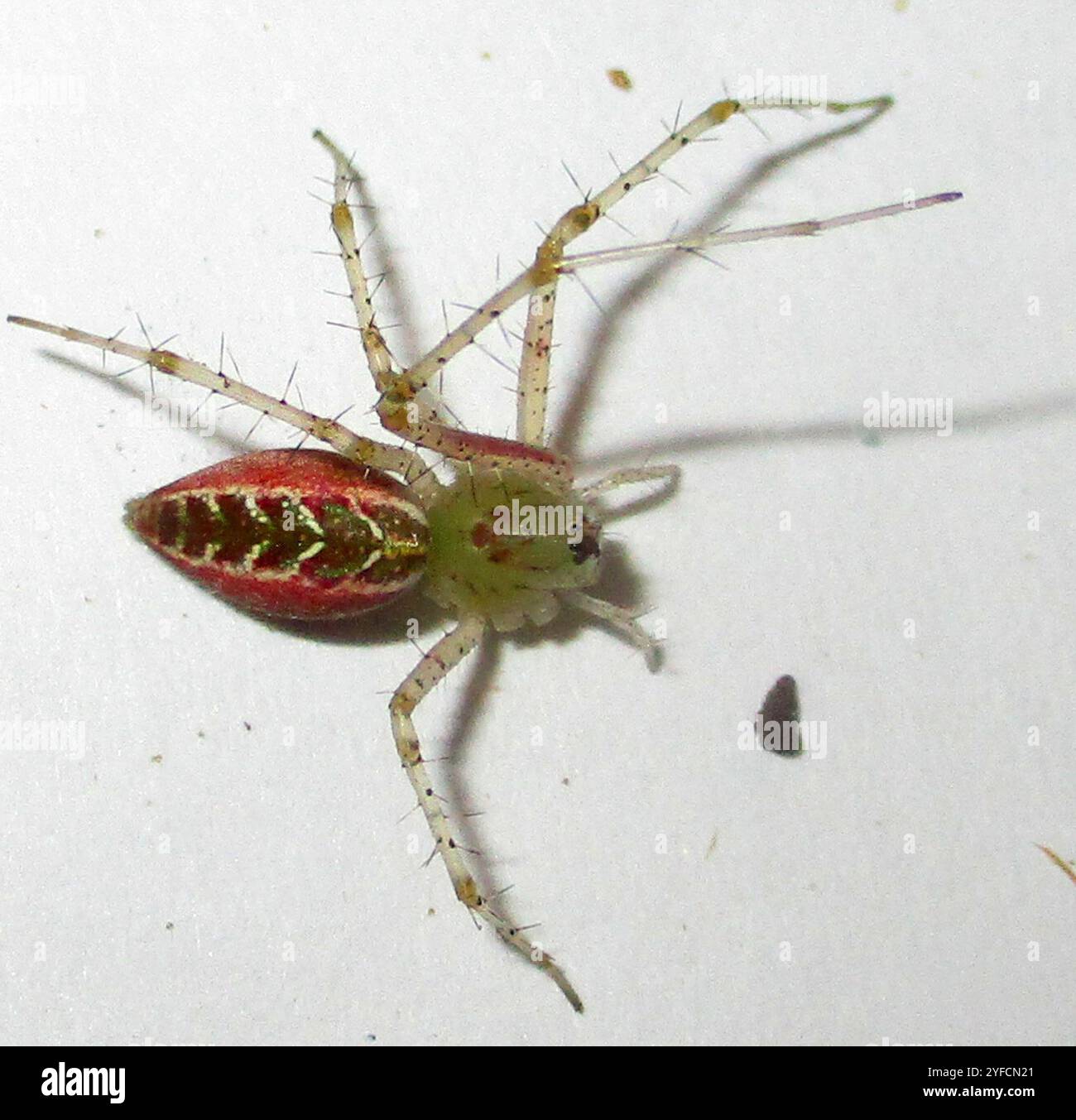 Green Lynx Spiders (Peucetia Stock Photo - Alamy