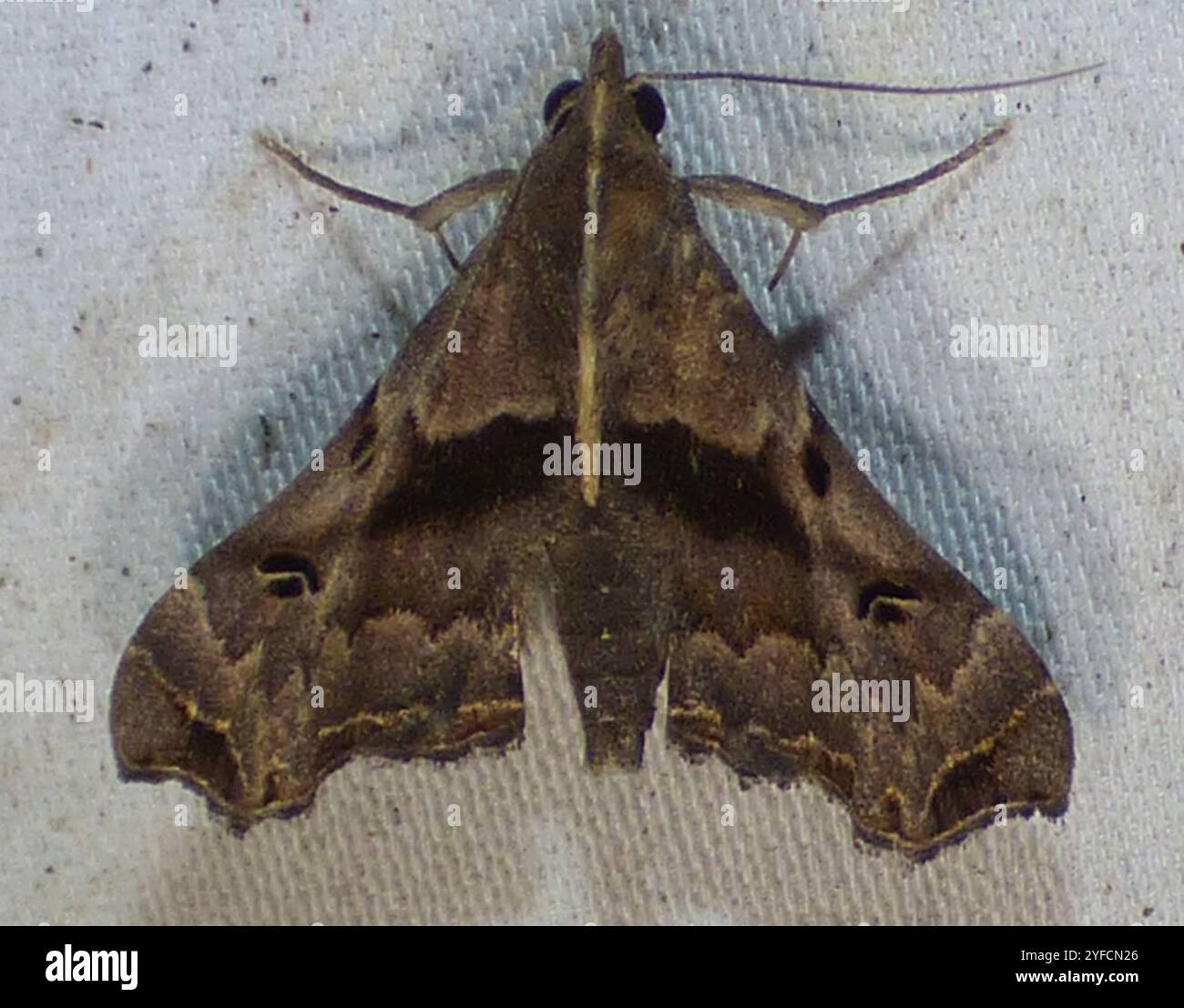 Faint-spotted Palthis Moth (Palthis asopialis Stock Photo - Alamy