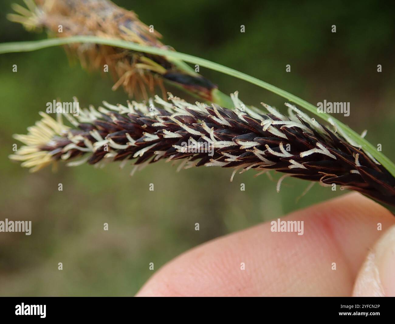 true sedges (Carex Stock Photo - Alamy