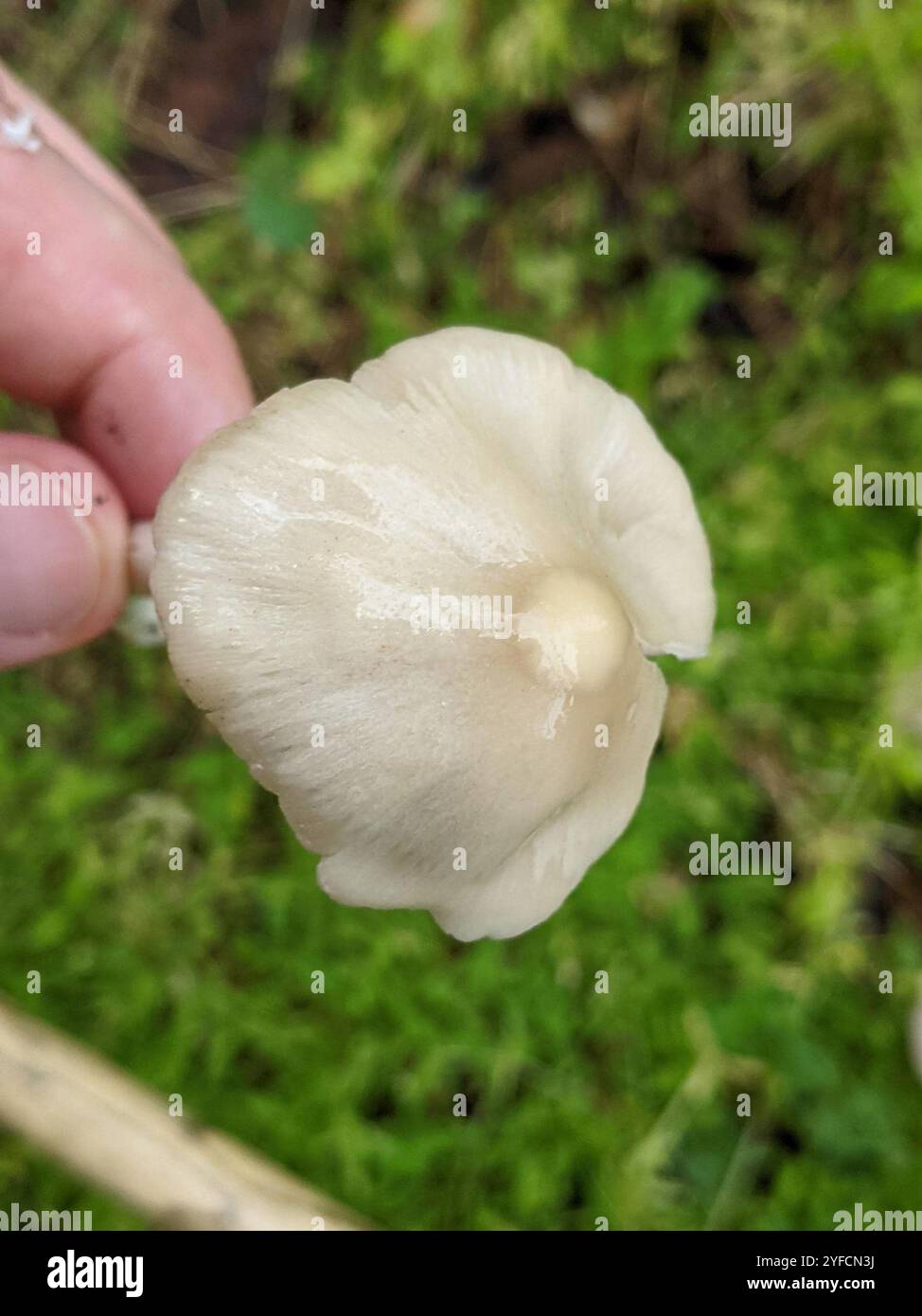 Candolleomyces hi-res stock photography and images - Alamy