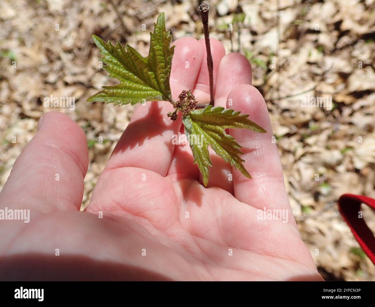 mapleleaf viburnum (Viburnum acerifolium Stock Photo - Alamy