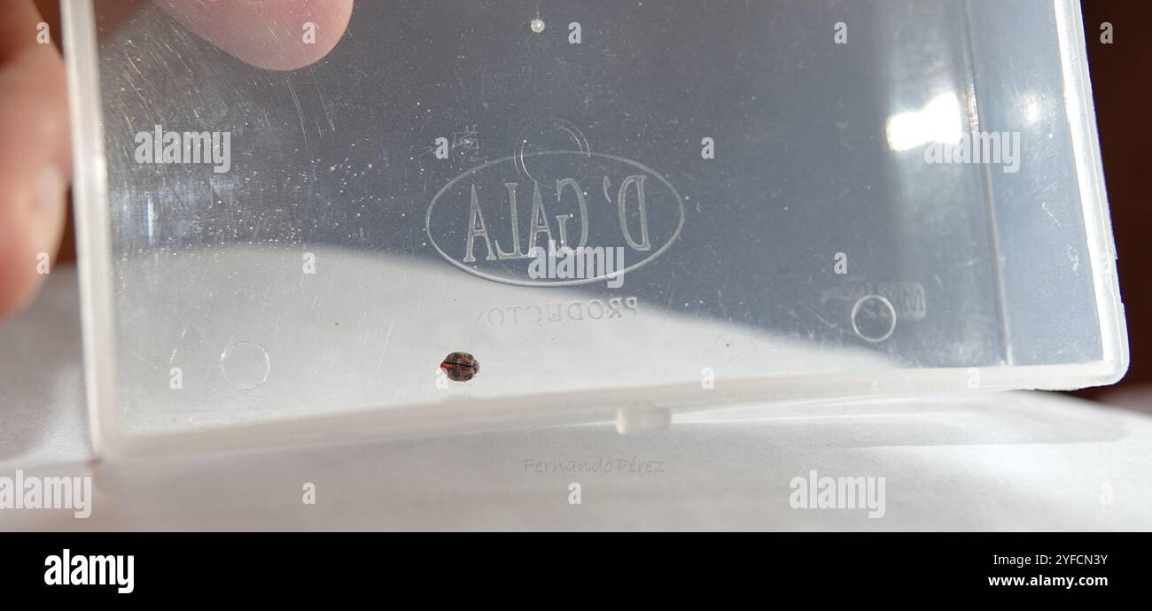 Novius cardinalis hi-res stock photography and images - Alamy