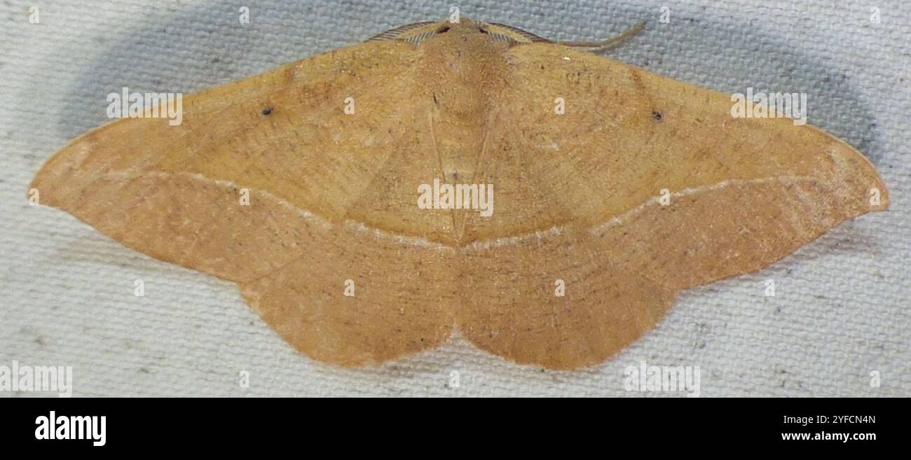 Juniper Geometer Moth (Patalene olyzonaria Stock Photo - Alamy
