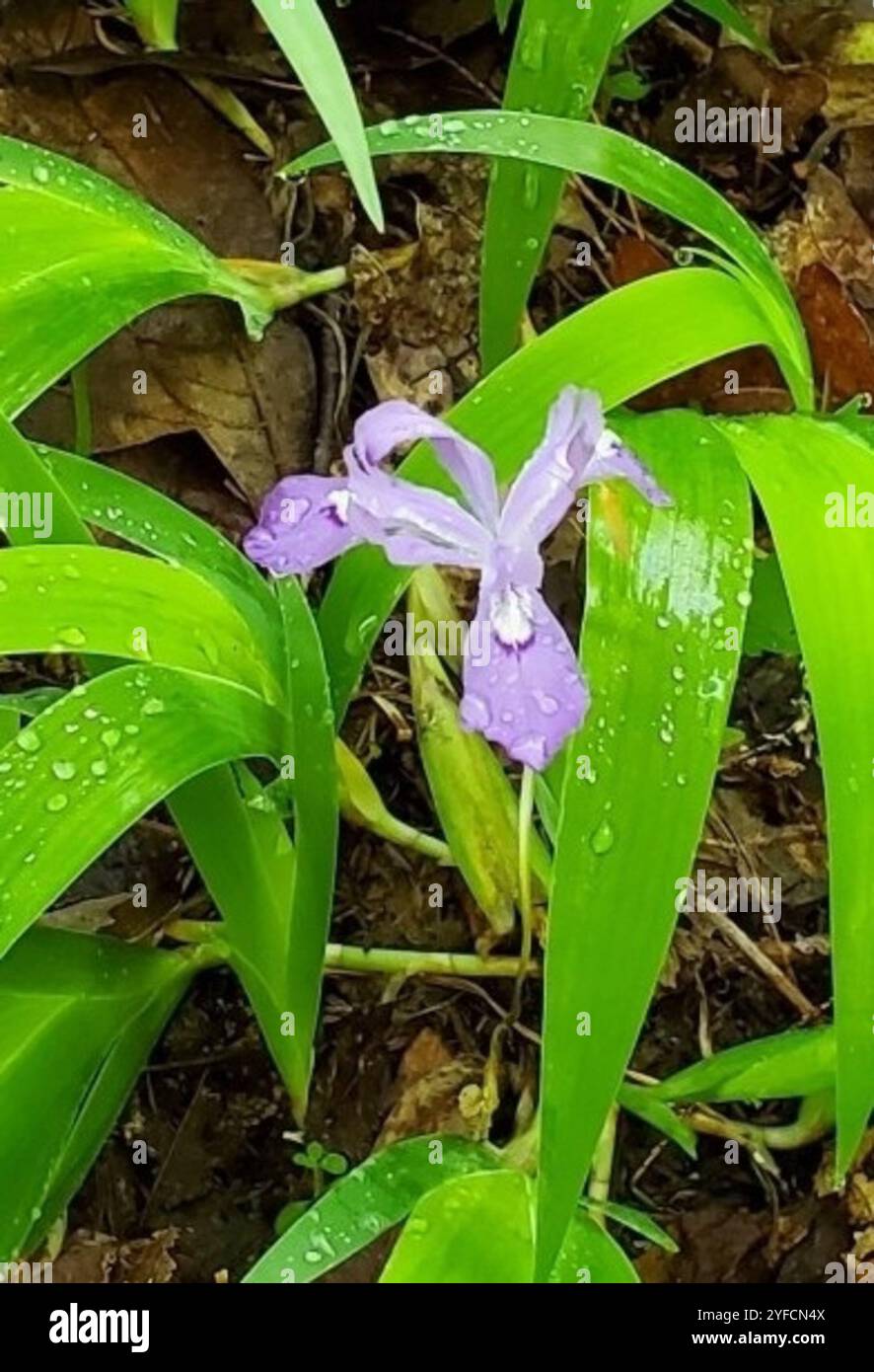 dwarf crested iris (Iris cristata Stock Photo - Alamy