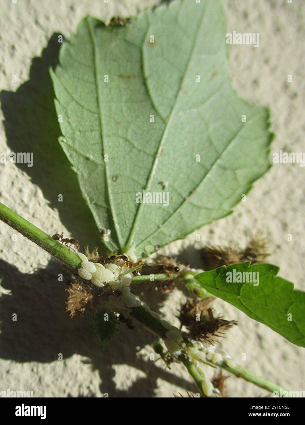 Chinese Bur (Triumfetta rhomboidea Stock Photo - Alamy