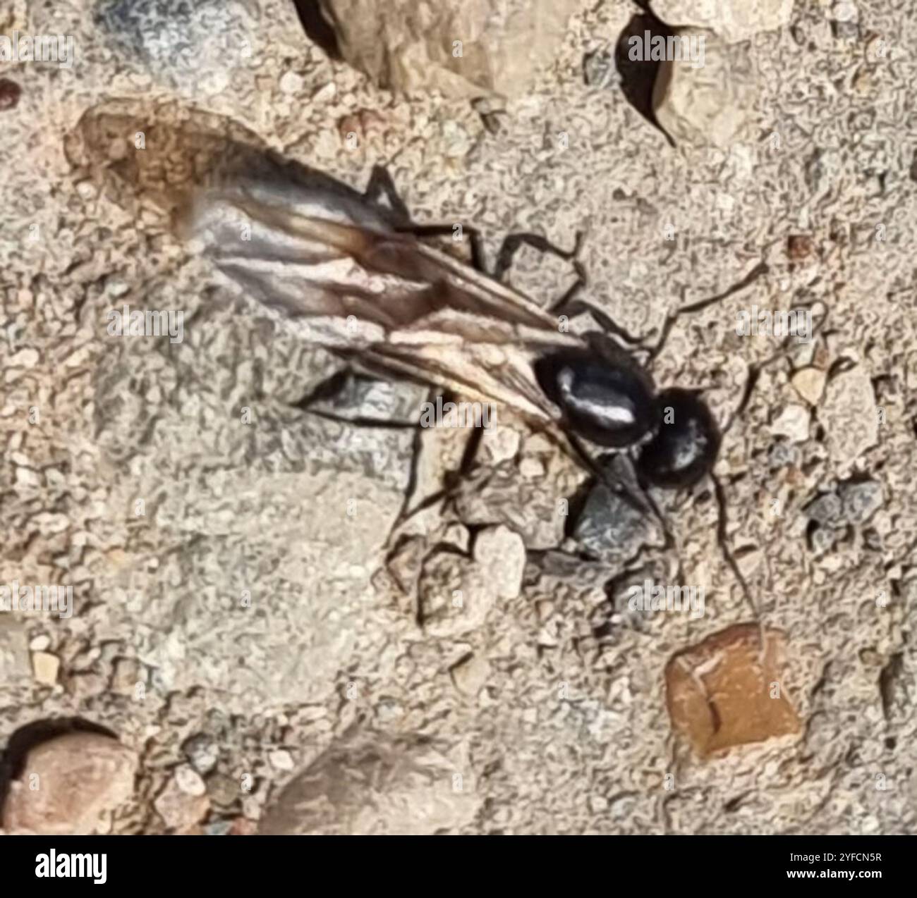 Hairy Carpenter Ant (Camponotus vagus Stock Photo - Alamy