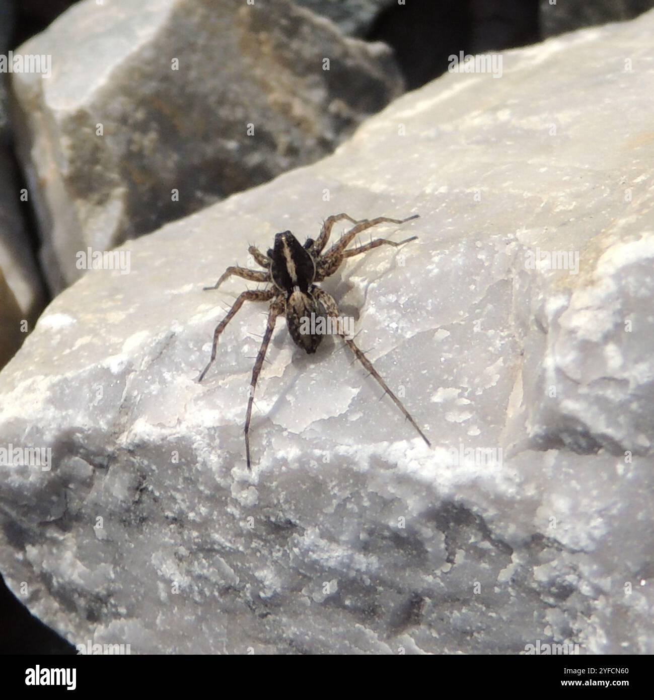 Thin-legged Wolf Spiders (Pardosa Stock Photo - Alamy
