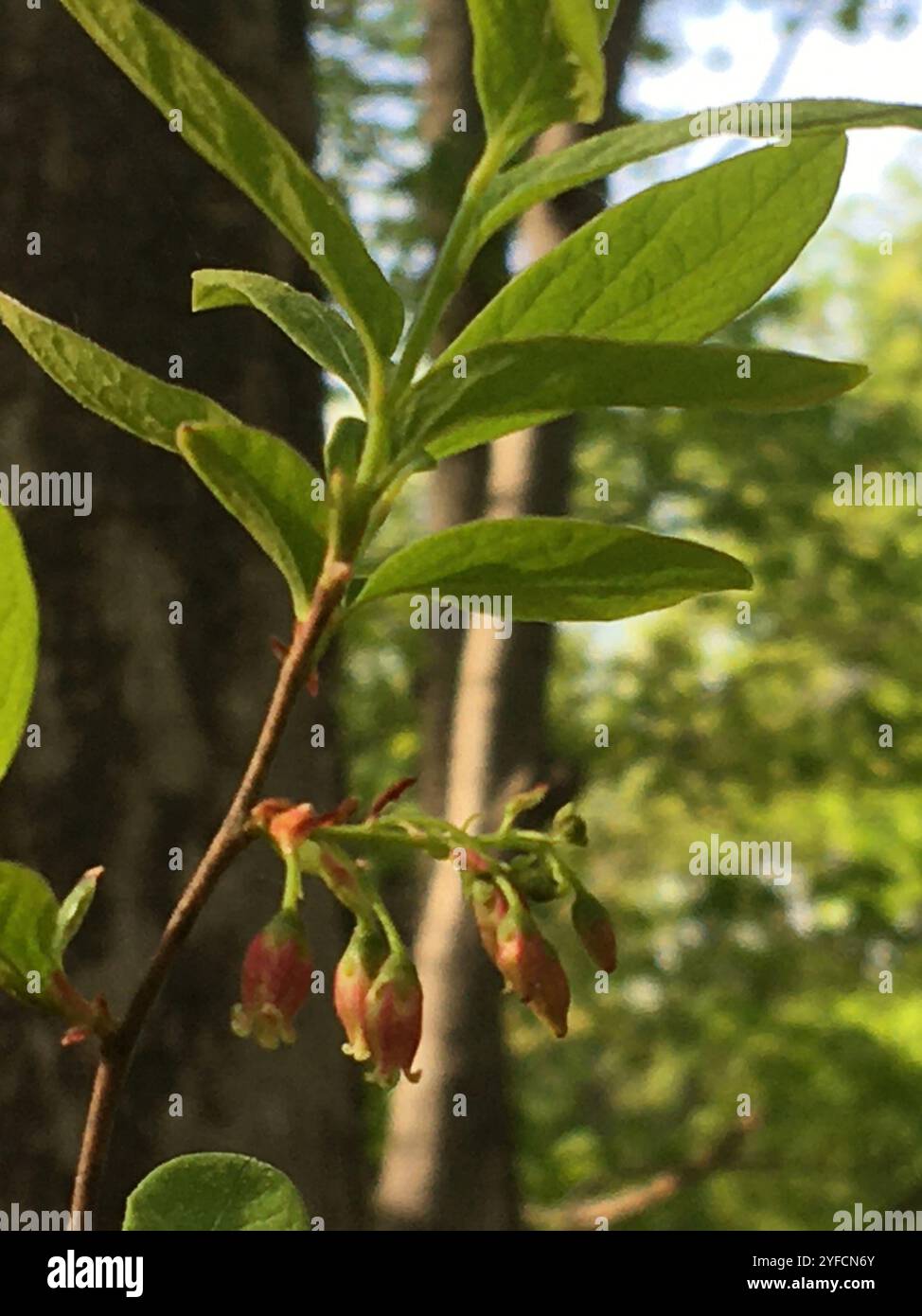 black huckleberry (Gaylussacia baccata Stock Photo - Alamy