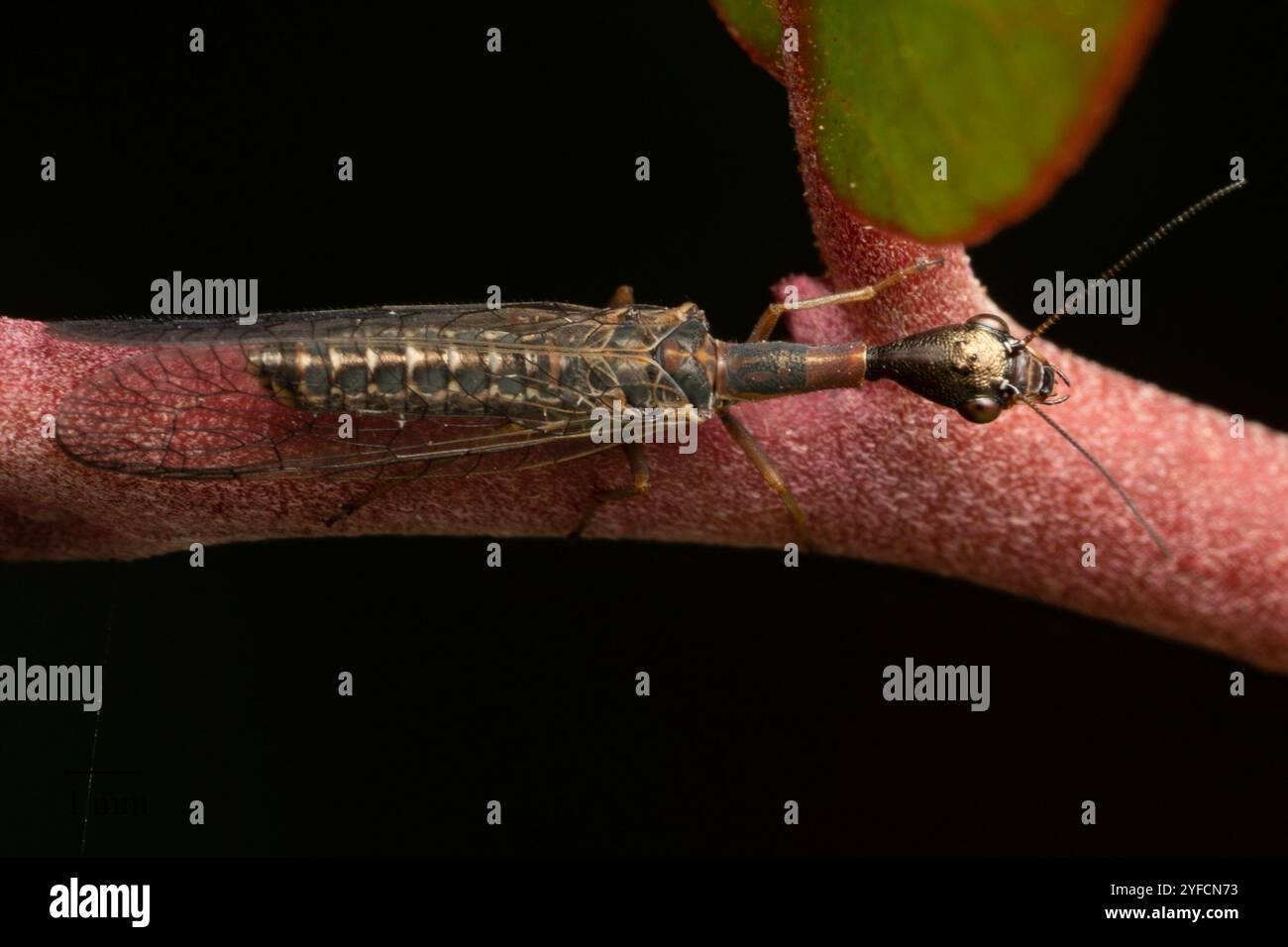 Common Snakeflies (Agulla Stock Photo - Alamy