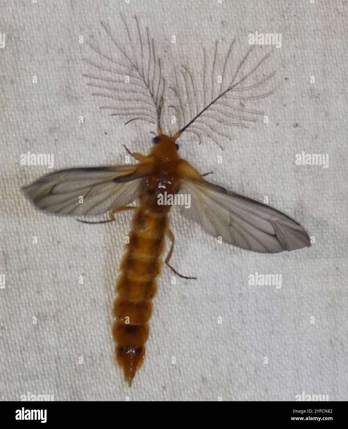 Phengodes hi-res stock photography and images - Alamy