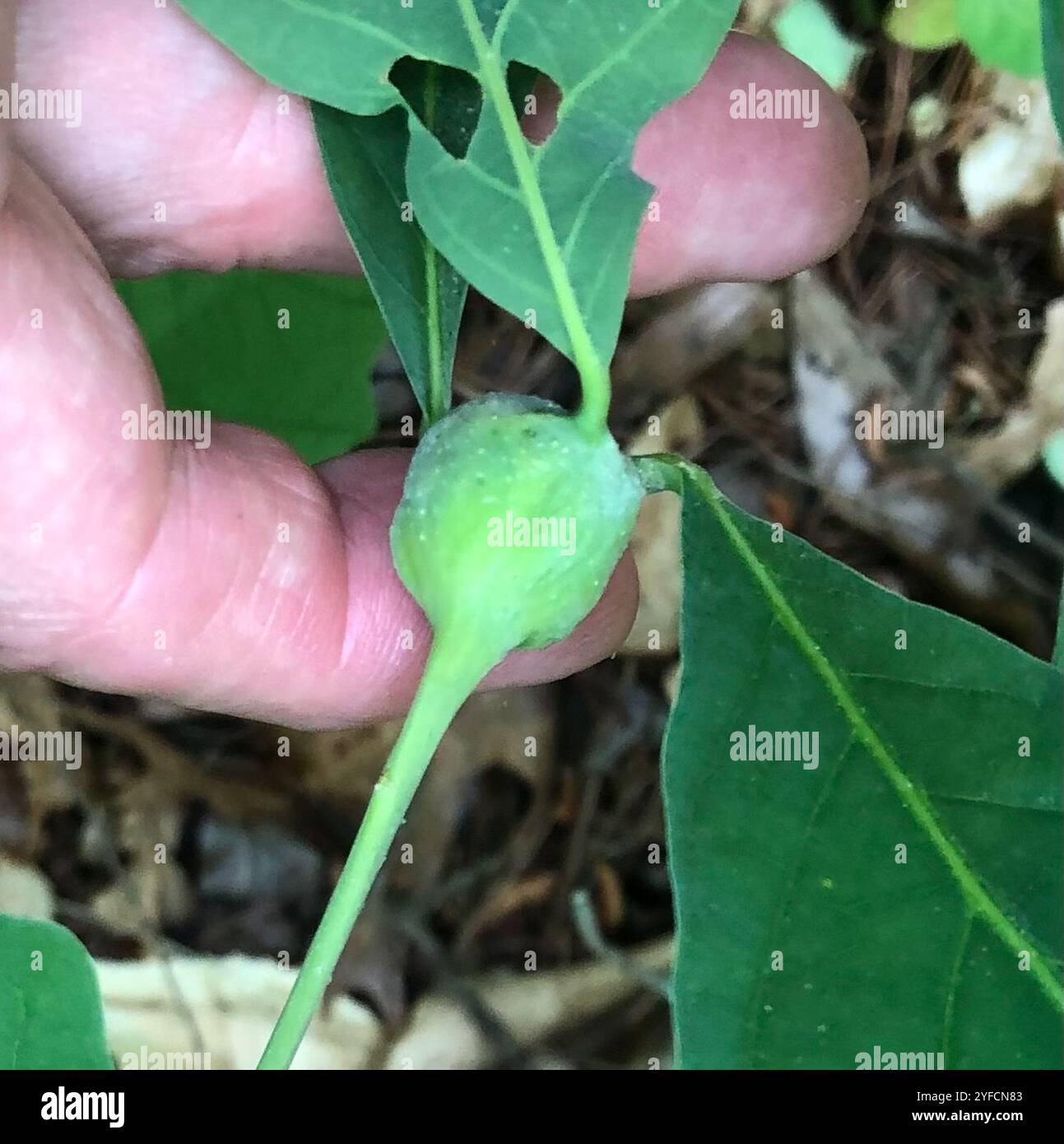 white oak club gall wasp (Callirhytis clavula Stock Photo - Alamy