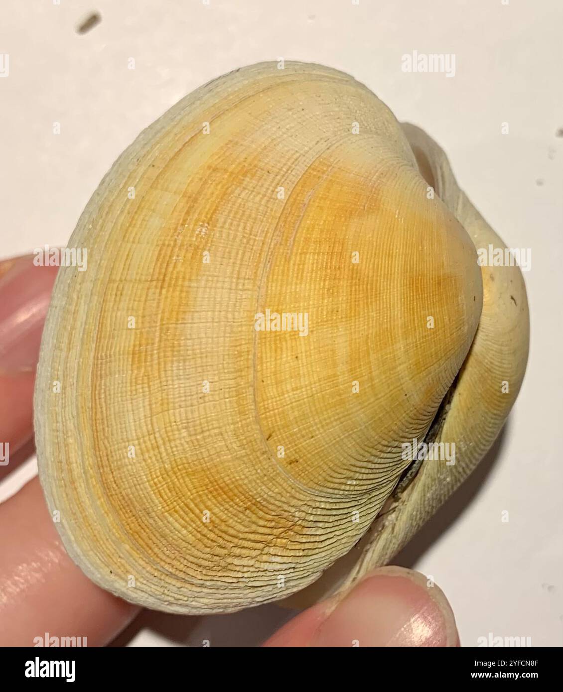 Pullet Carpet Shell (Venerupis corrugata Stock Photo - Alamy
