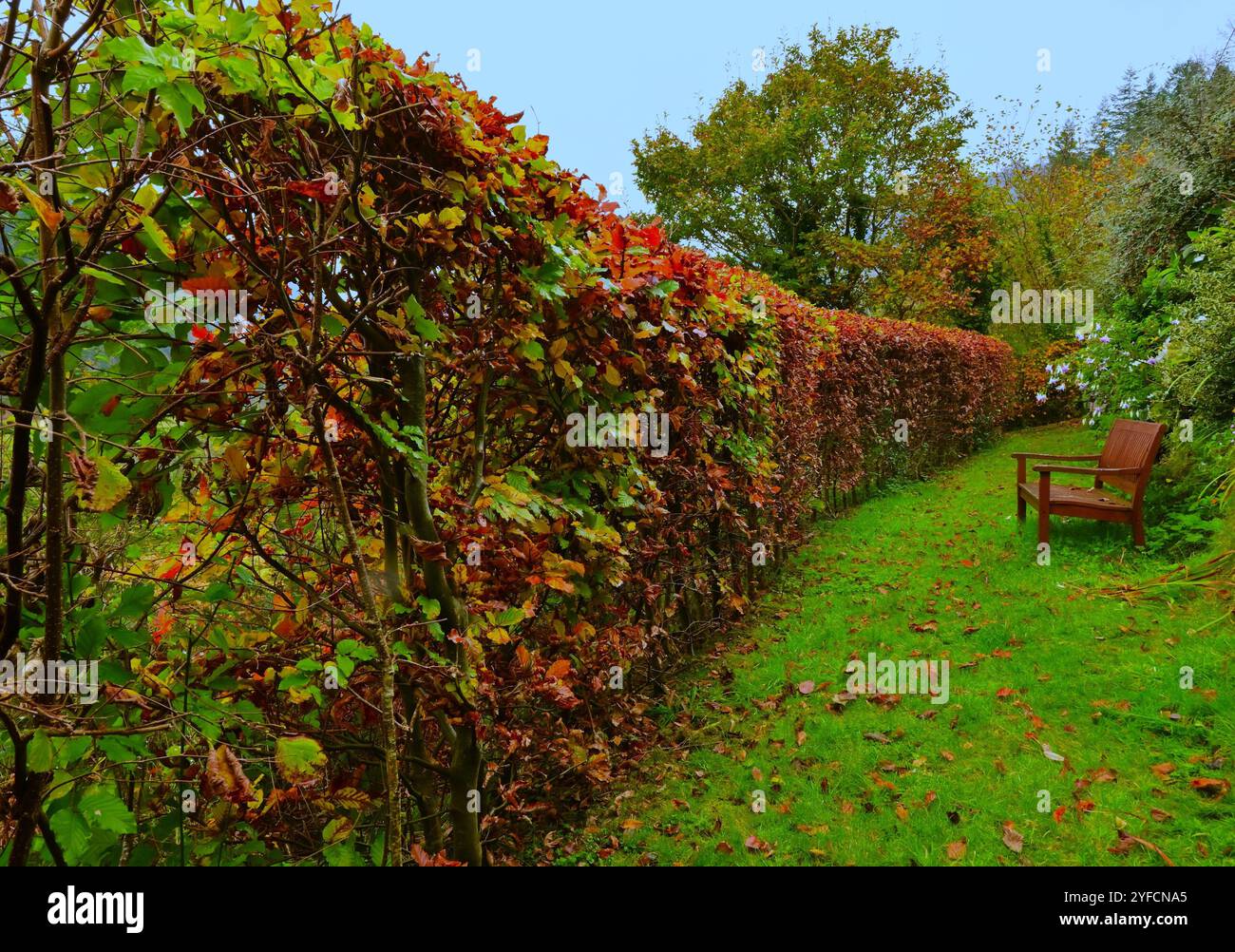 Beech hedge in private garden hi-res stock photography and images - Alamy