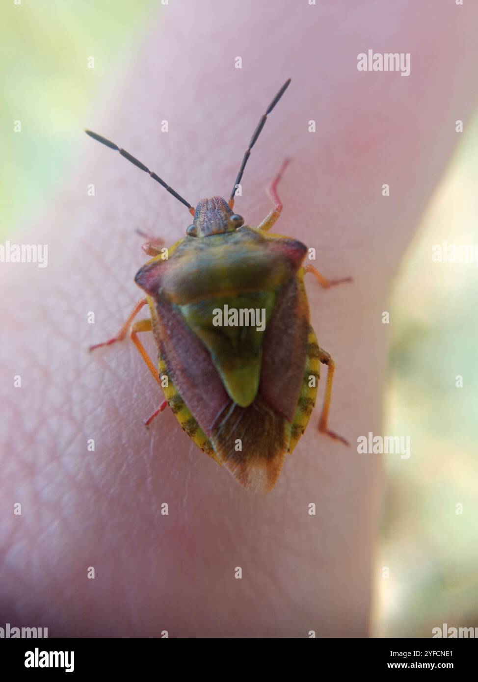 Black-shouldered Shieldbug (Carpocoris purpureipennis Stock Photo - Alamy