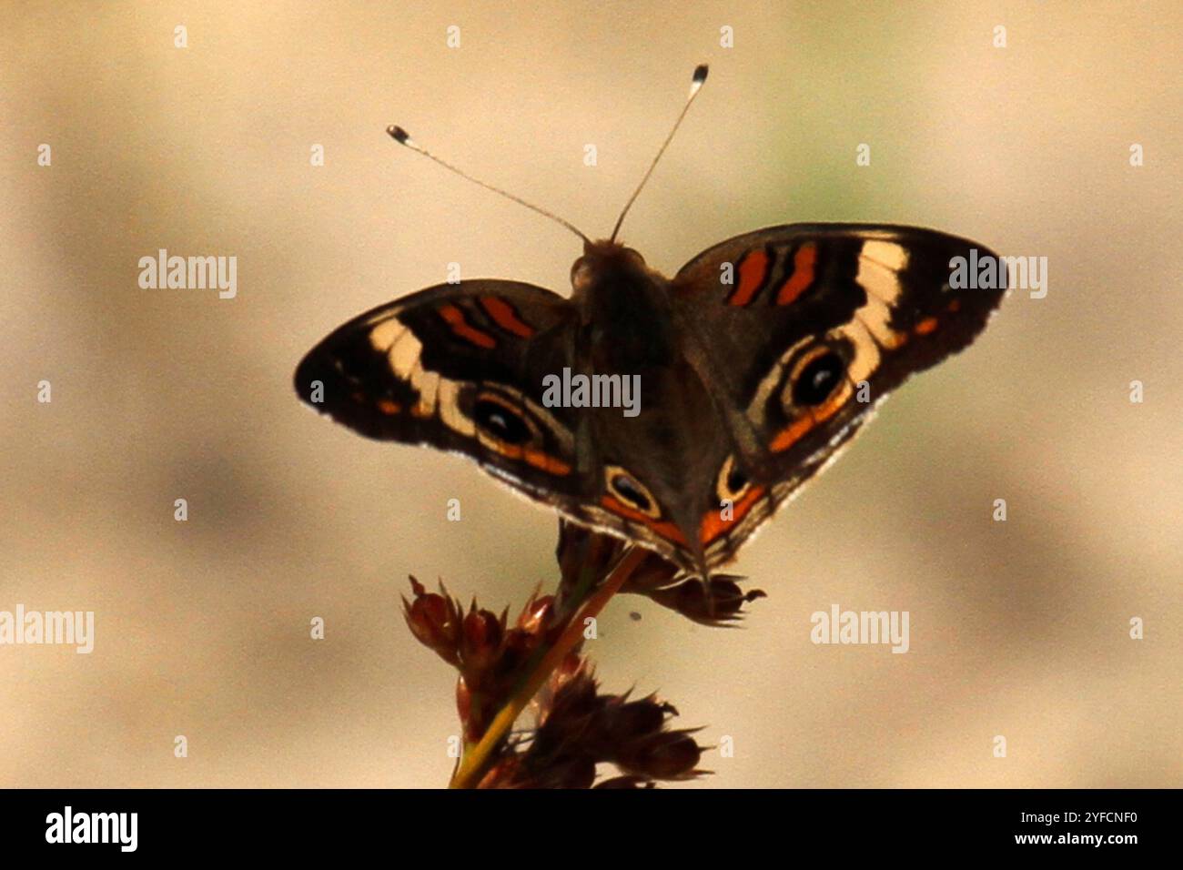 Common Buckeye (Junonia coenia Stock Photo - Alamy
